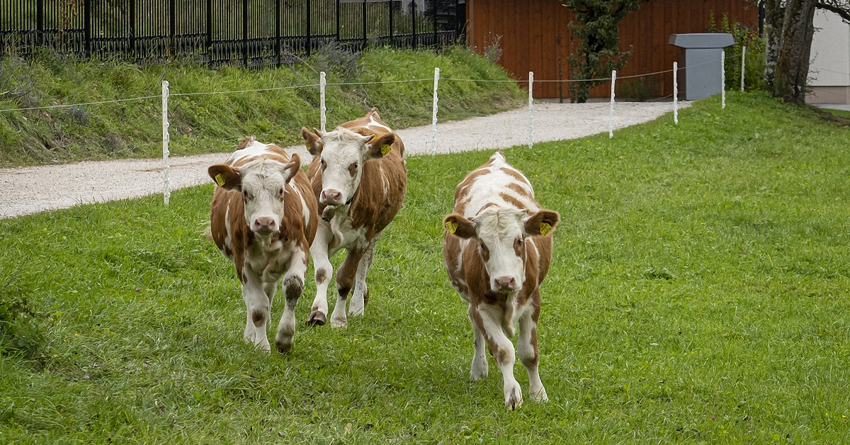 4 Different Ways to Use Colostrum - Sovereign Laboratories